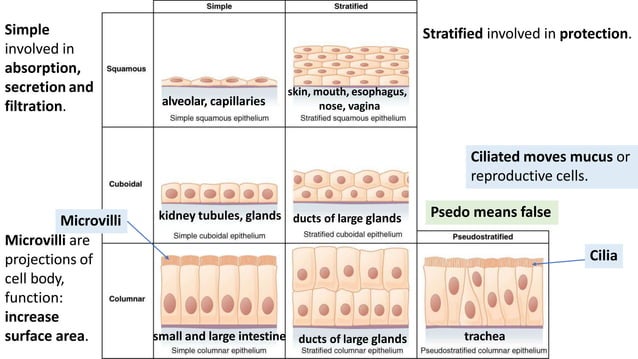 Lec 3 Epithelial tissues.pptx