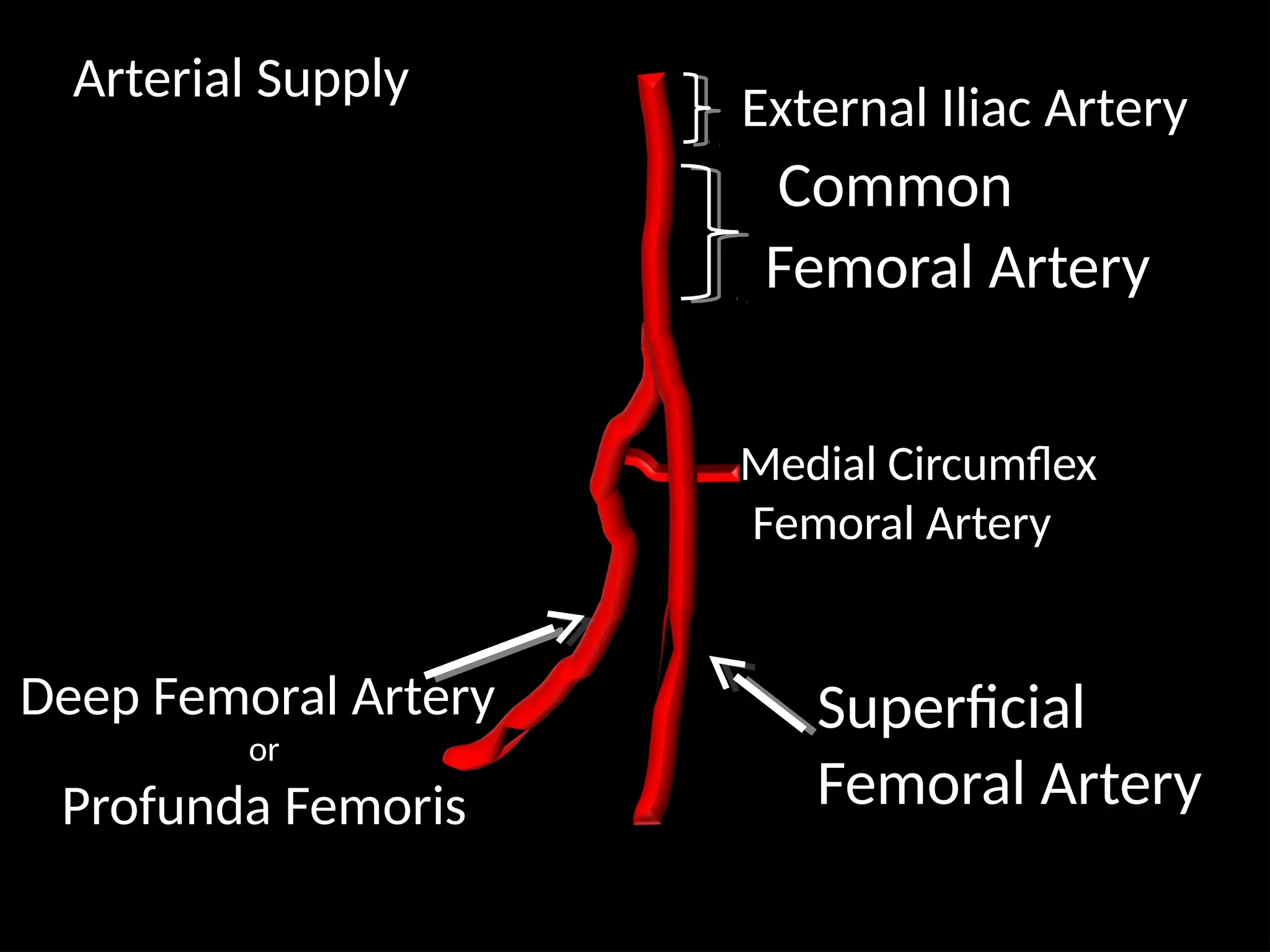 anatomy femoral triangle edited (1).pptx