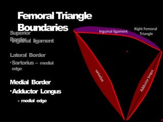 anatomy femoral triangle edited (1).pptx
