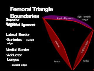 anatomy femoral triangle edited (1).pptx