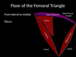 anatomy femoral triangle edited (1).pptx