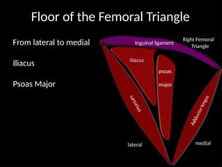 anatomy femoral triangle edited (1).pptx