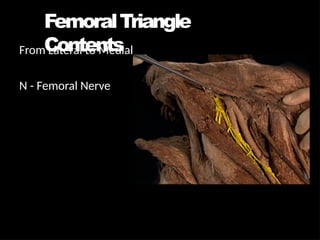 anatomy femoral triangle edited (1).pptx