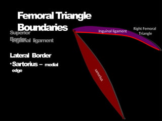 anatomy femoral triangle edited (1).pptx