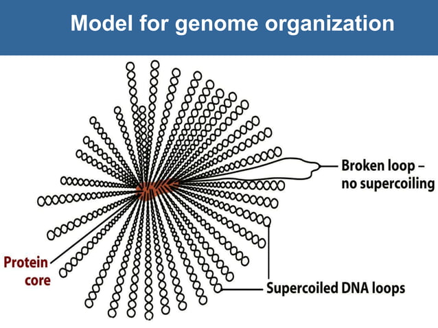 Genome organization of prokaryotic and eukaryotic.ppt | Biological ...