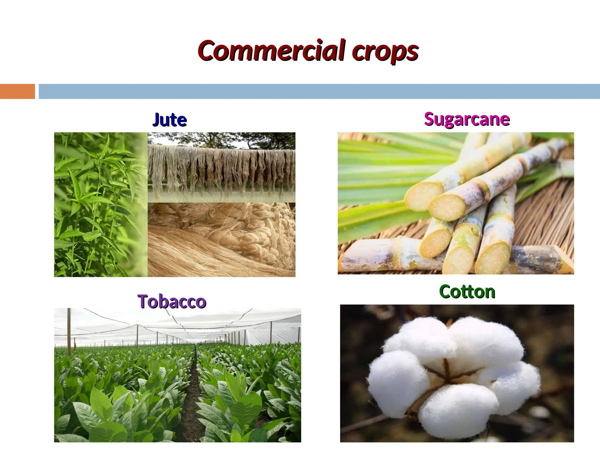 Major importance crops in India and Tamil Nadu.ppt