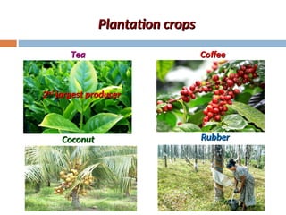 Major importance crops in India and Tamil Nadu.ppt