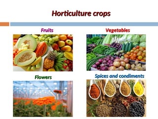 Major importance crops in India and Tamil Nadu.ppt