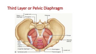 Pelvic Floor Muscles Physical Therapy Presentation Pptx