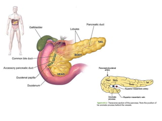 lec 3 rd year pancreatitis.pptx