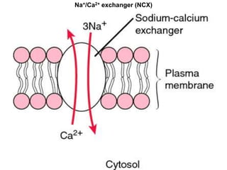 Lec3_secondary active transport UG ST.ppt