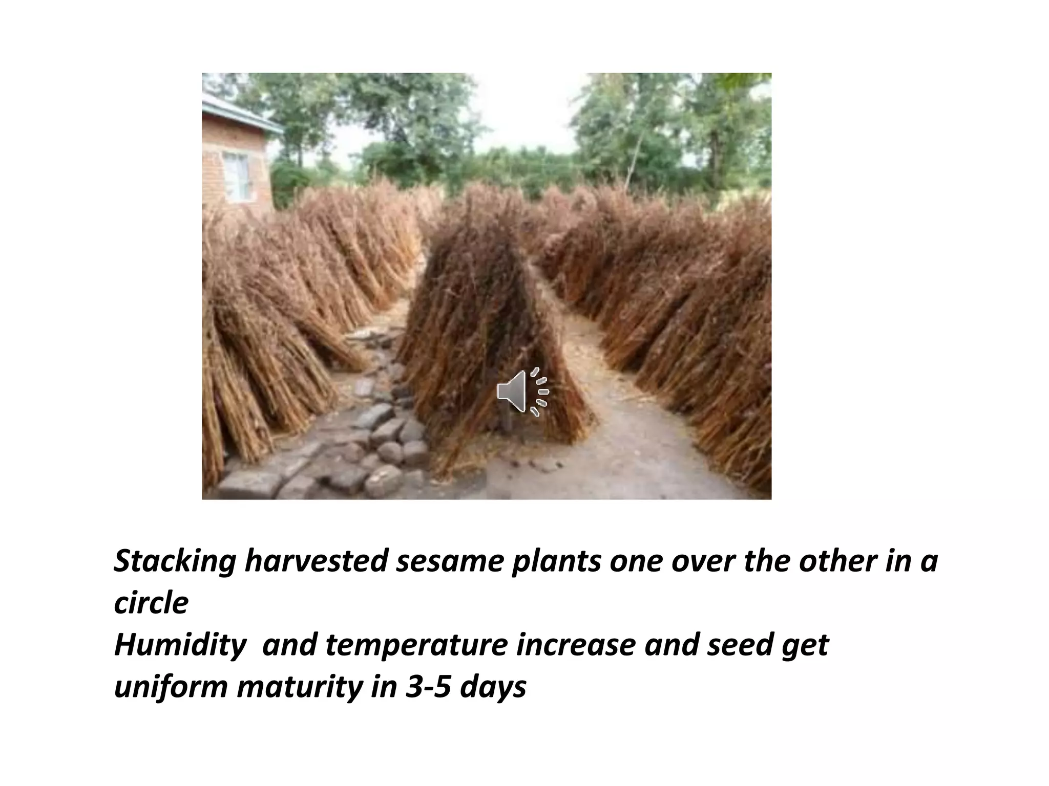 Lec 3 Sesame. edited-31.pptx