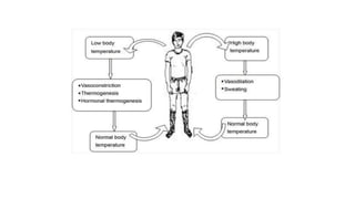 lec 3 Thermoregulation and its mechanism | PPTX