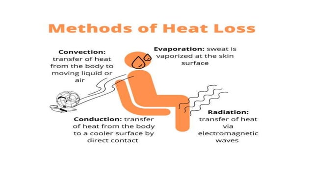 lec 3 Thermoregulation and its mechanism | PPT