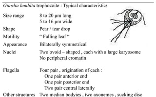 Entamoeba gingivalis and giardia lamblia | PPTX