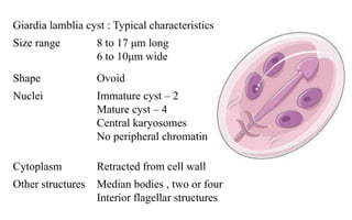 Entamoeba gingivalis and giardia lamblia | PPTX