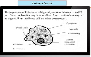 Entamoeba Coli Labeled