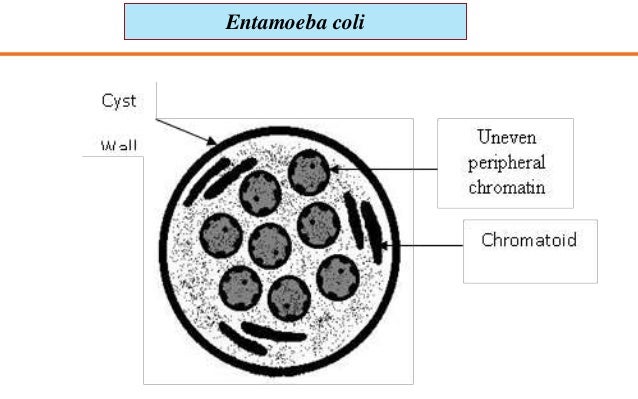 Entamoeba Coli Life Cycle