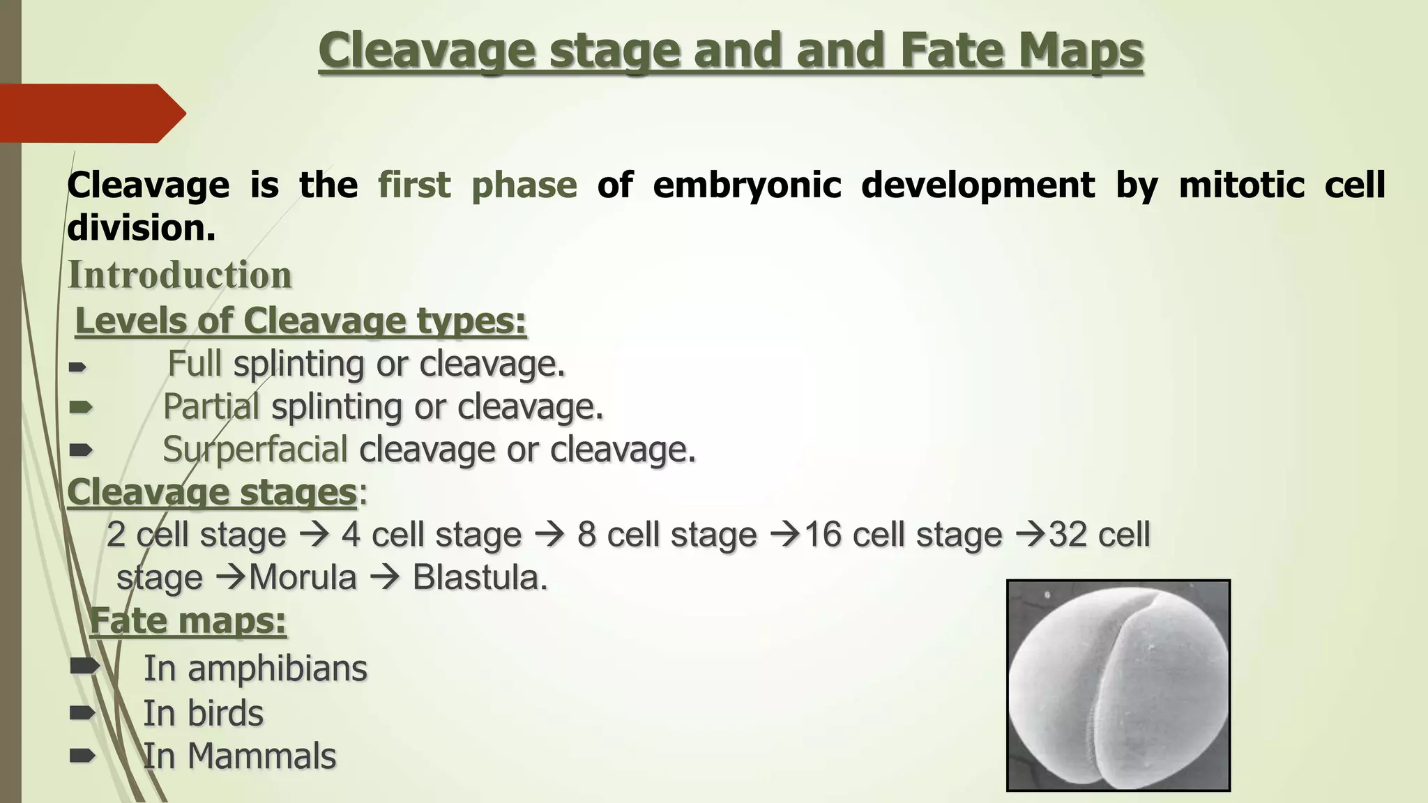 Cleavage | PPT