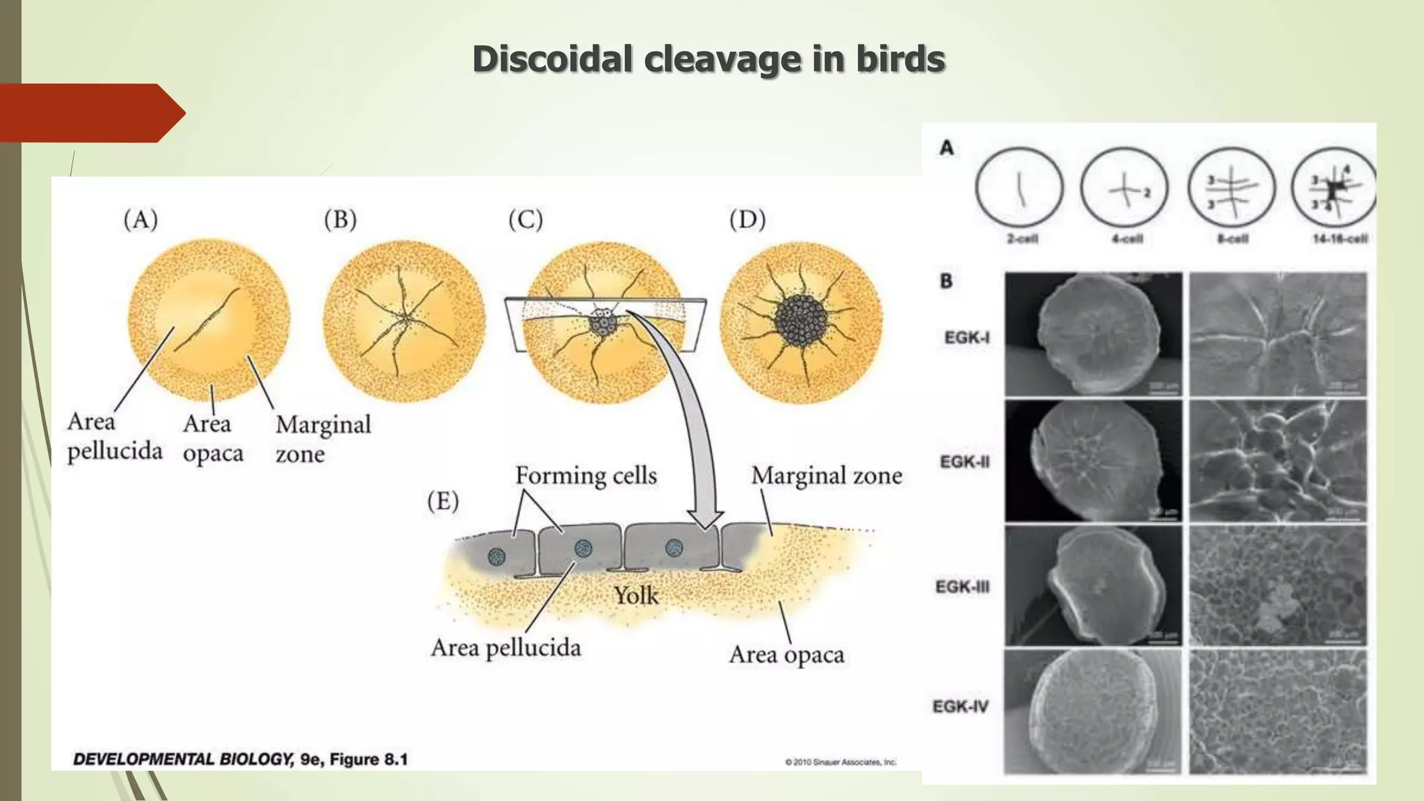 Cleavage | PPT