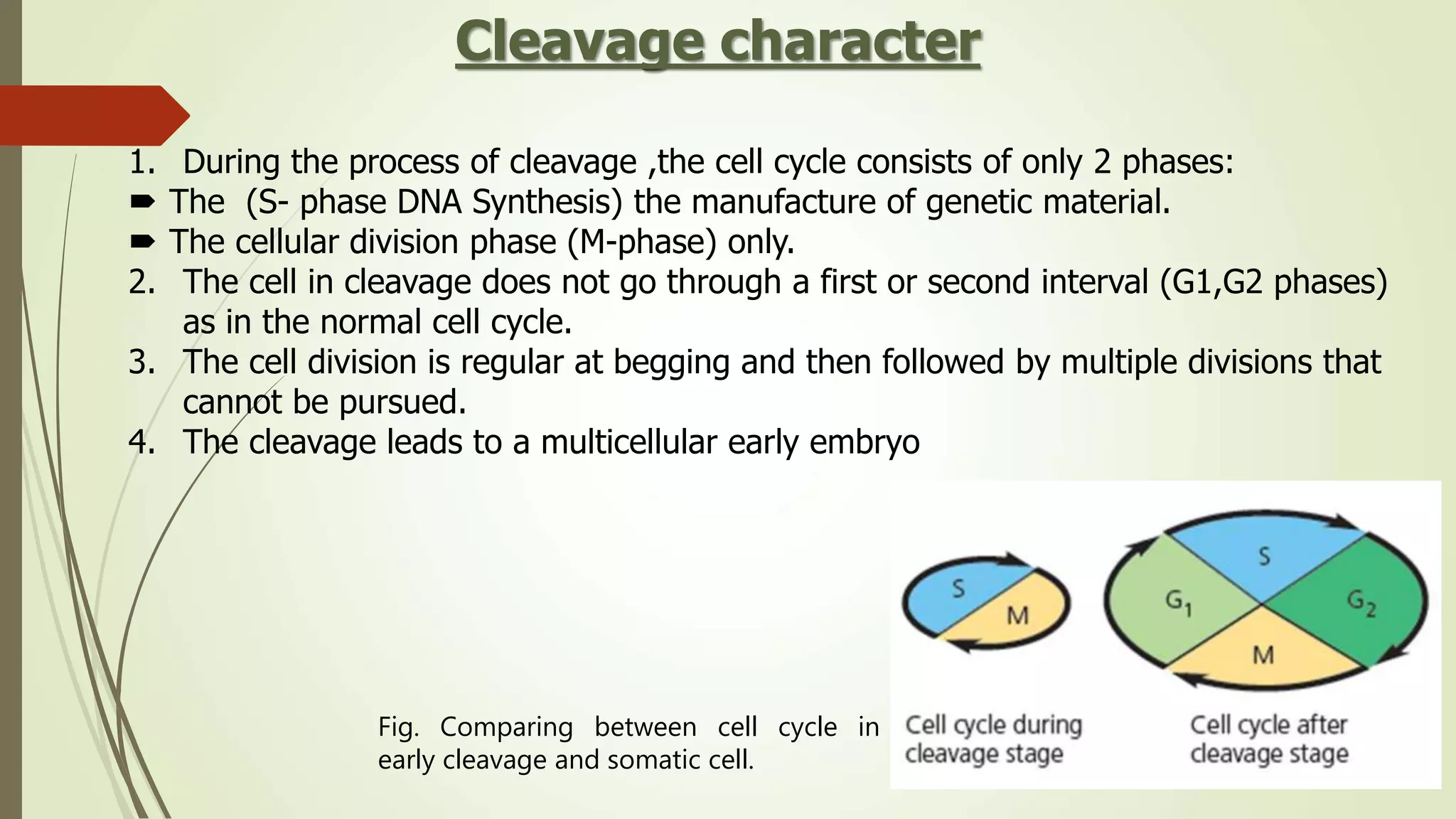 Cleavage | PPT