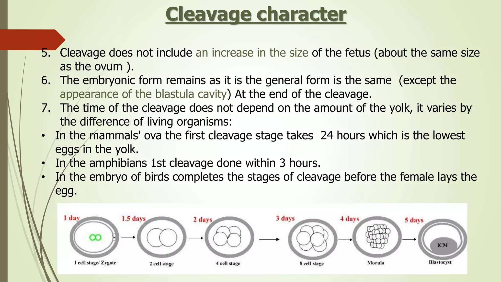 Cleavage | PPT