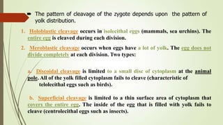 Cleavage | PPT