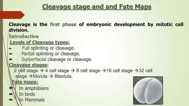 Cleavage | PPT