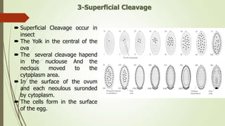 Cleavage | PPT