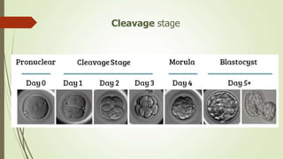 Cleavage | PPT