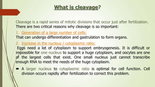 Cleavage | PPT