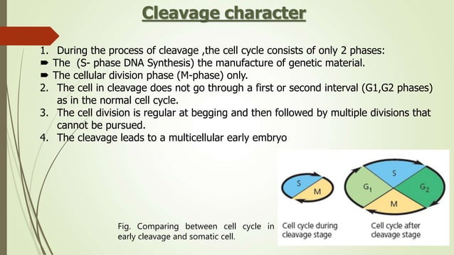 Cleavage | PPT