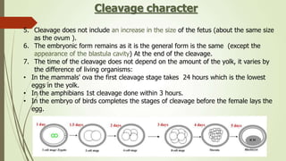 Cleavage | PPT