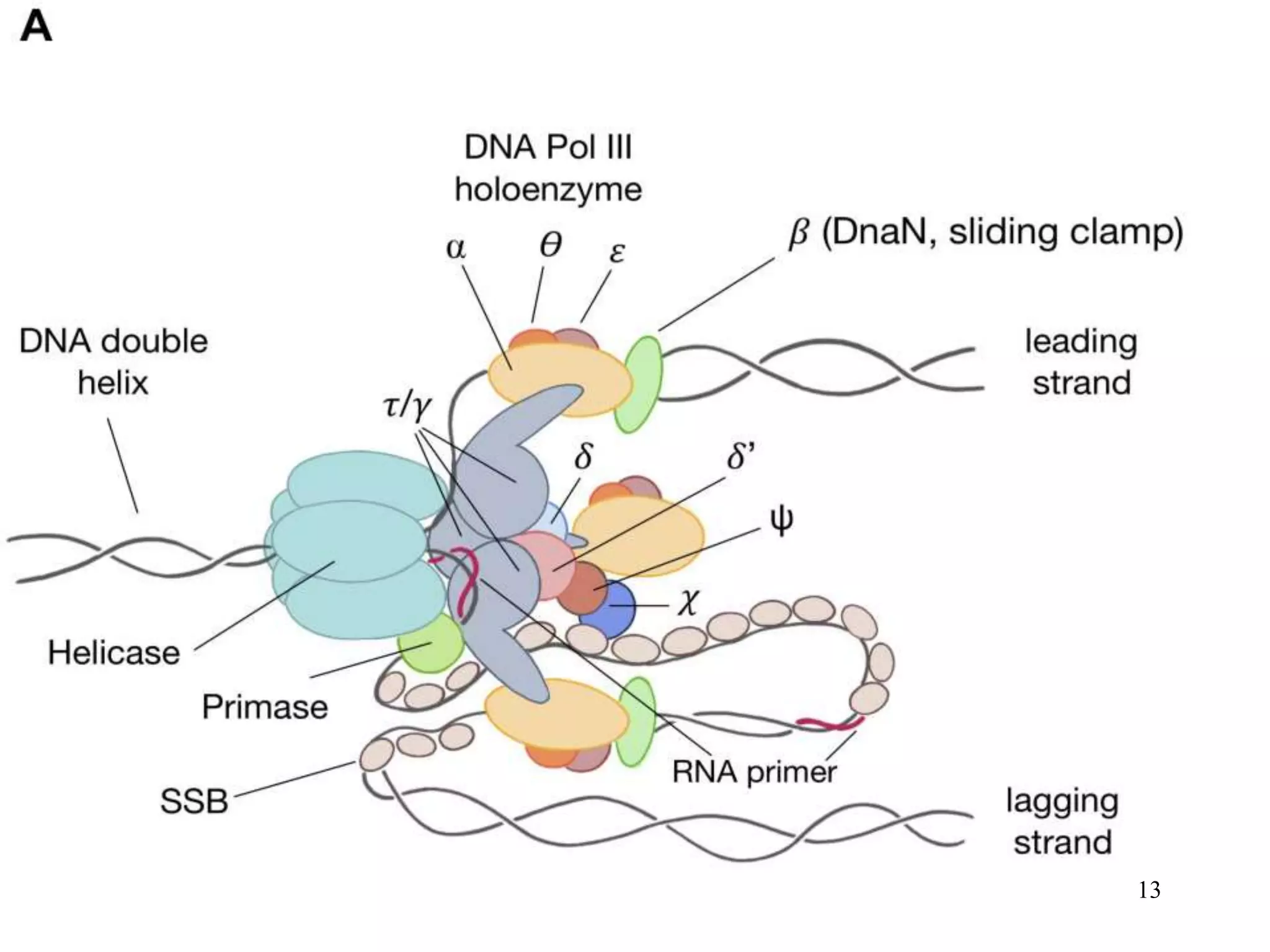 DNA Replication process lecture 2.pptx