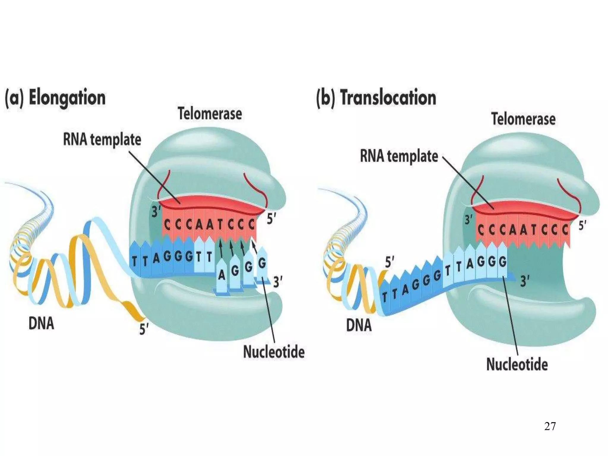 DNA Replication process lecture 2.pptx