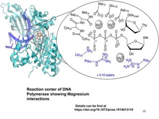 DNA Replication process lecture 2.pptx