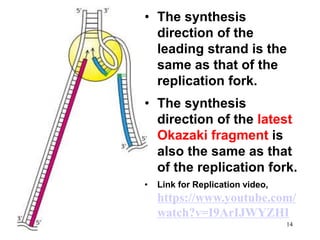 DNA Replication process lecture 2.pptx