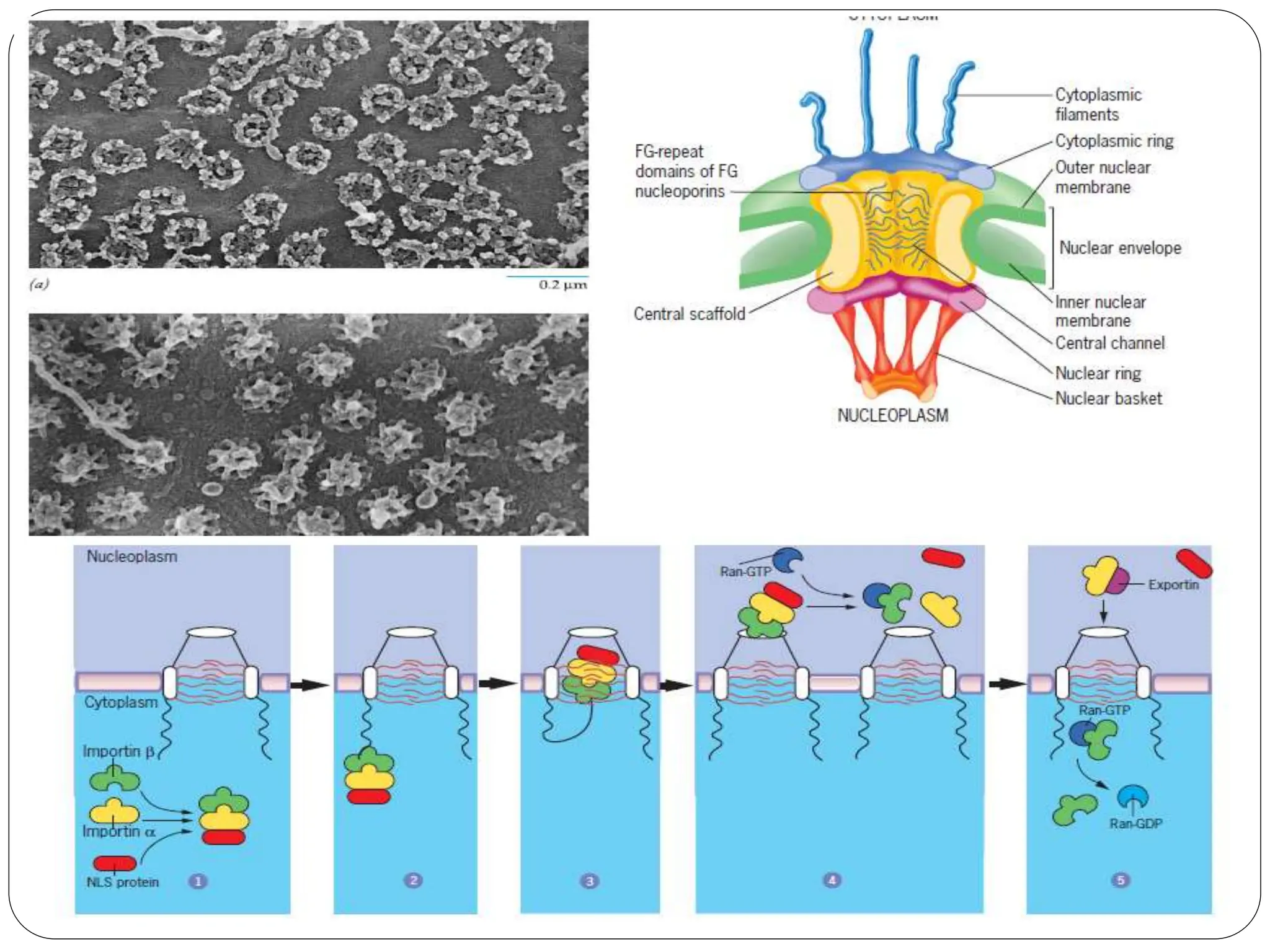 cell nucleus mitochondria chloroplast structure and function | PPT