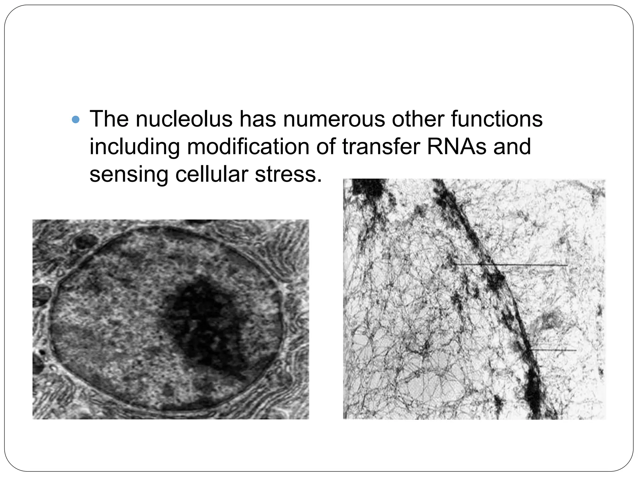 cell nucleus mitochondria chloroplast structure and function | PPT