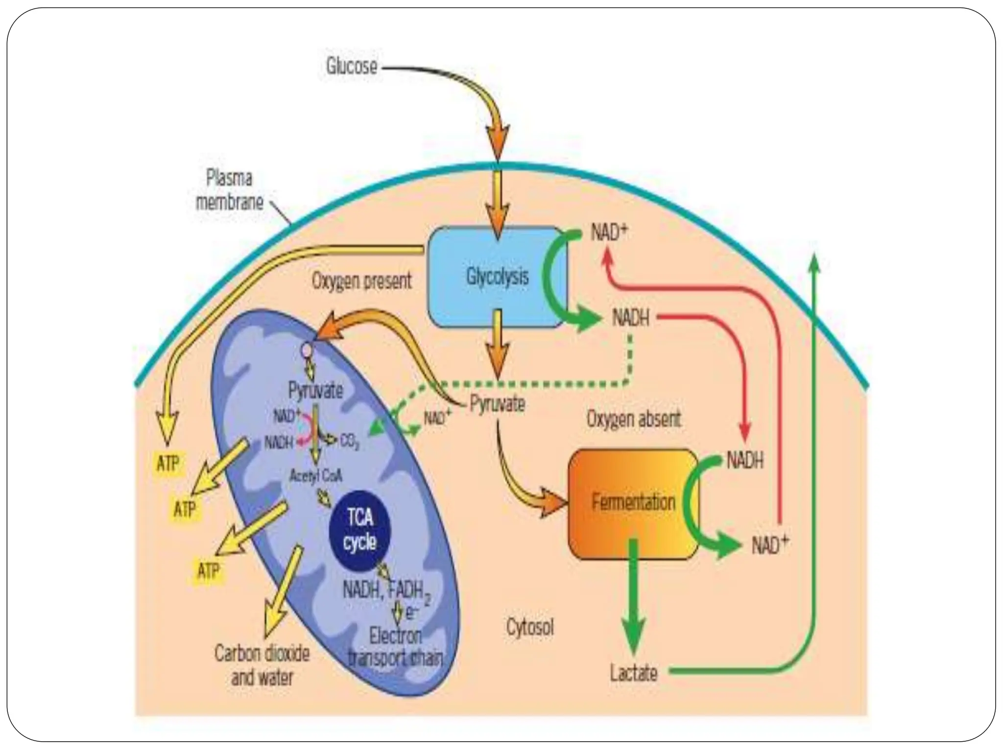 cell nucleus mitochondria chloroplast structure and function | PPT