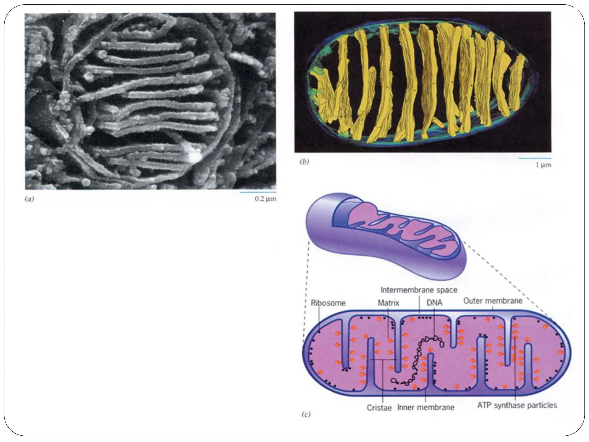 cell nucleus mitochondria chloroplast structure and function | PPT