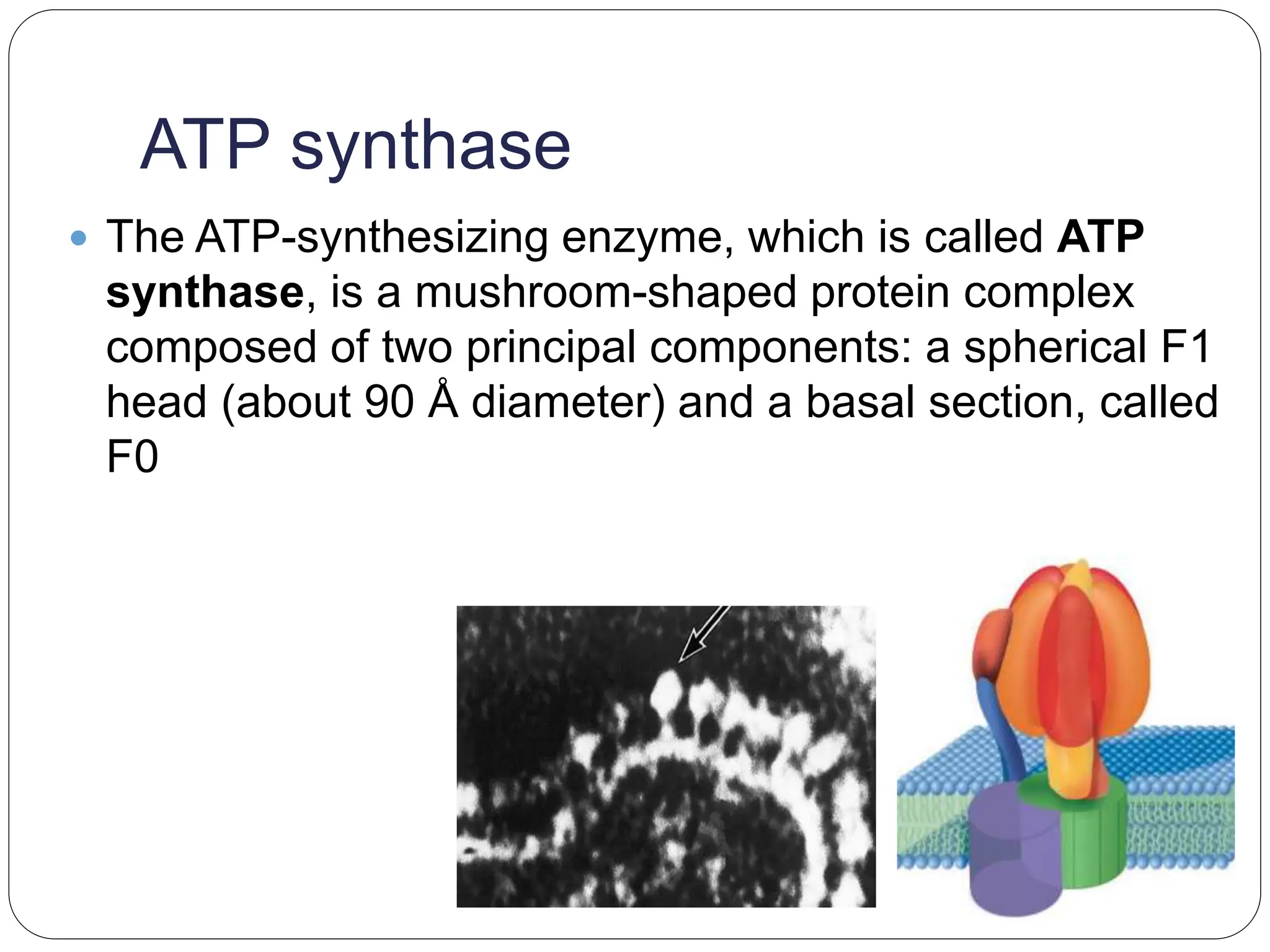 cell nucleus mitochondria chloroplast structure and function | PPT