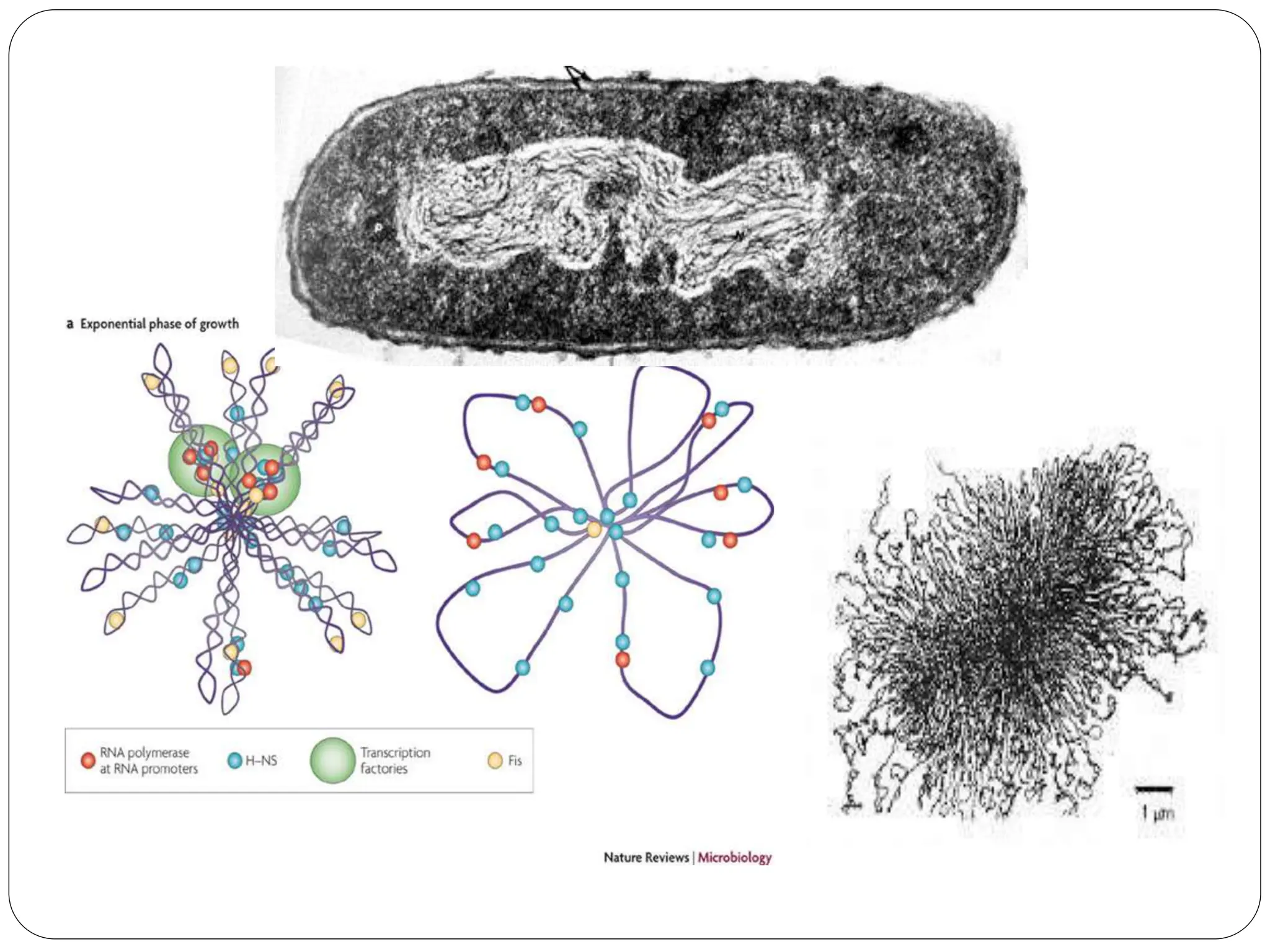 cell nucleus mitochondria chloroplast structure and function | PPT