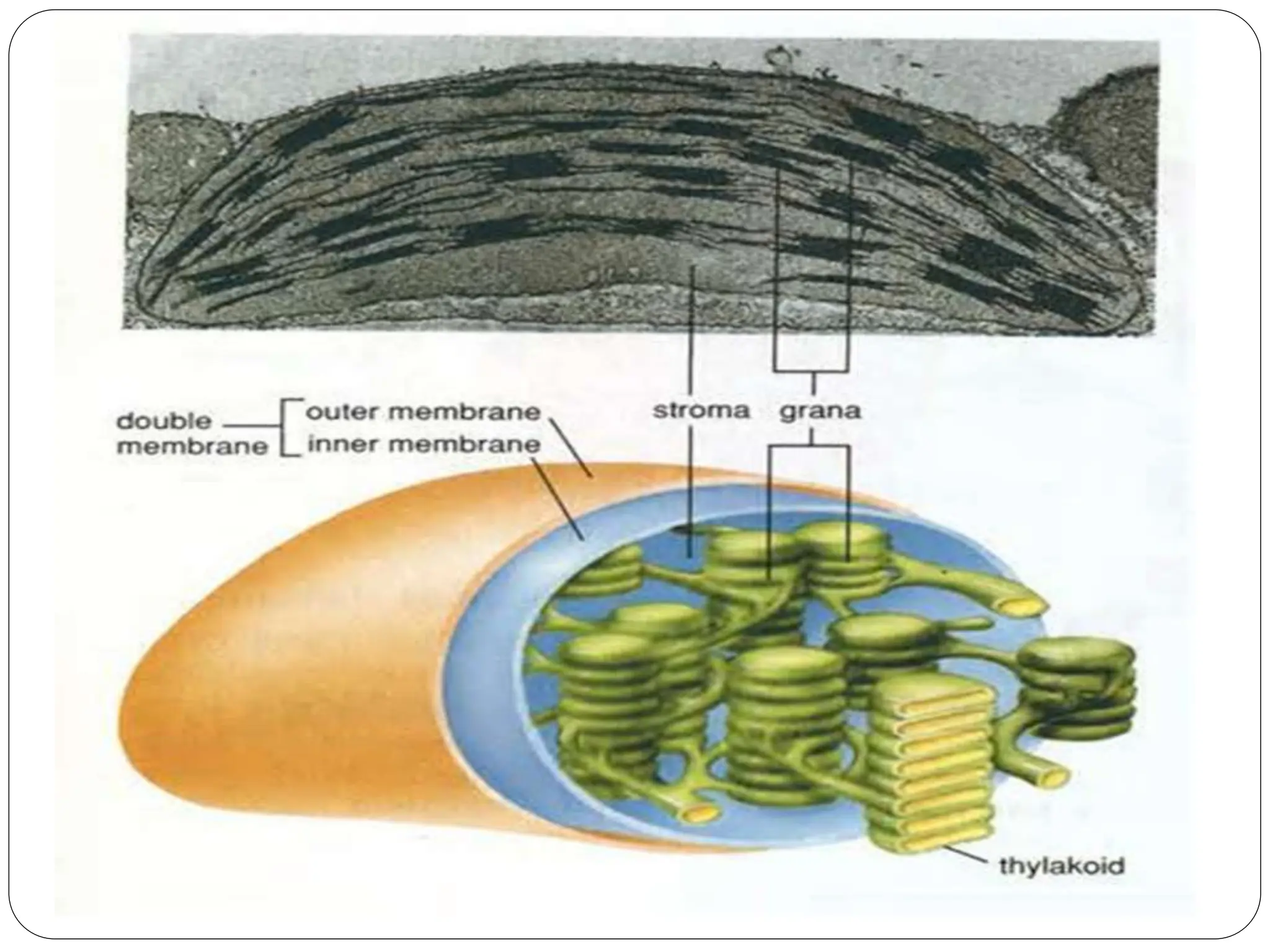 cell nucleus mitochondria chloroplast structure and function | PPT