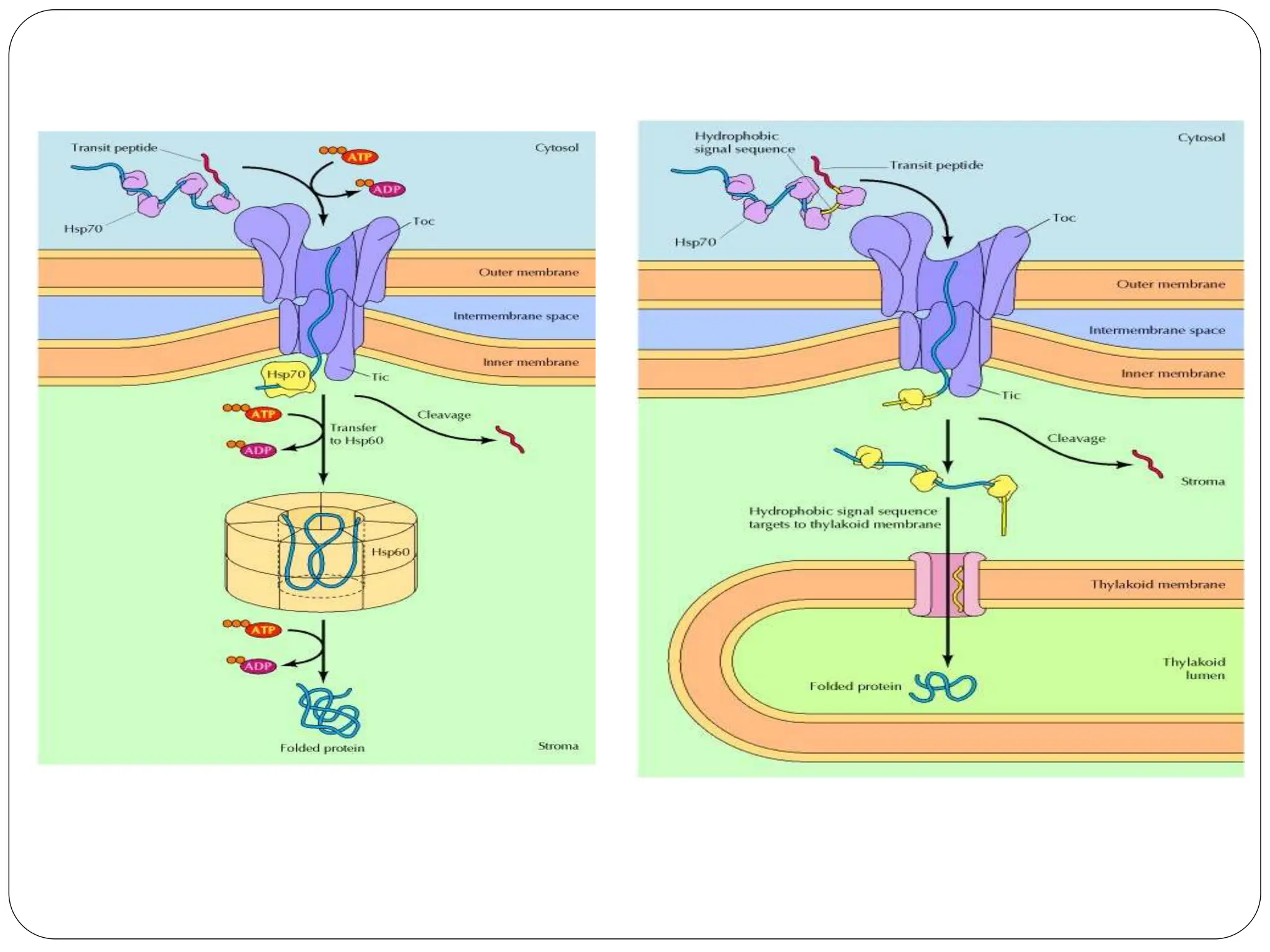 cell nucleus mitochondria chloroplast structure and function | PPT