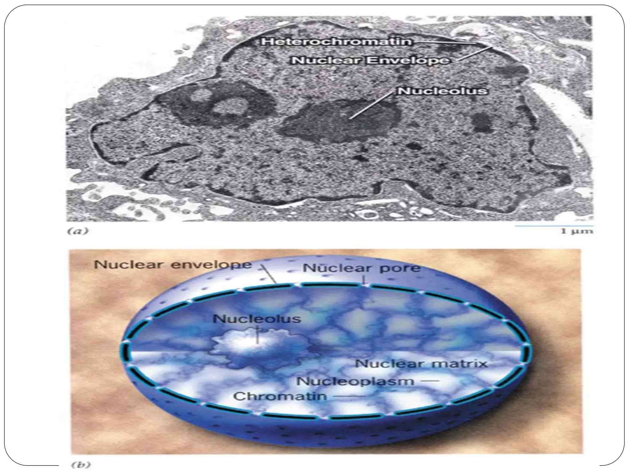 cell nucleus mitochondria chloroplast structure and function | PPT