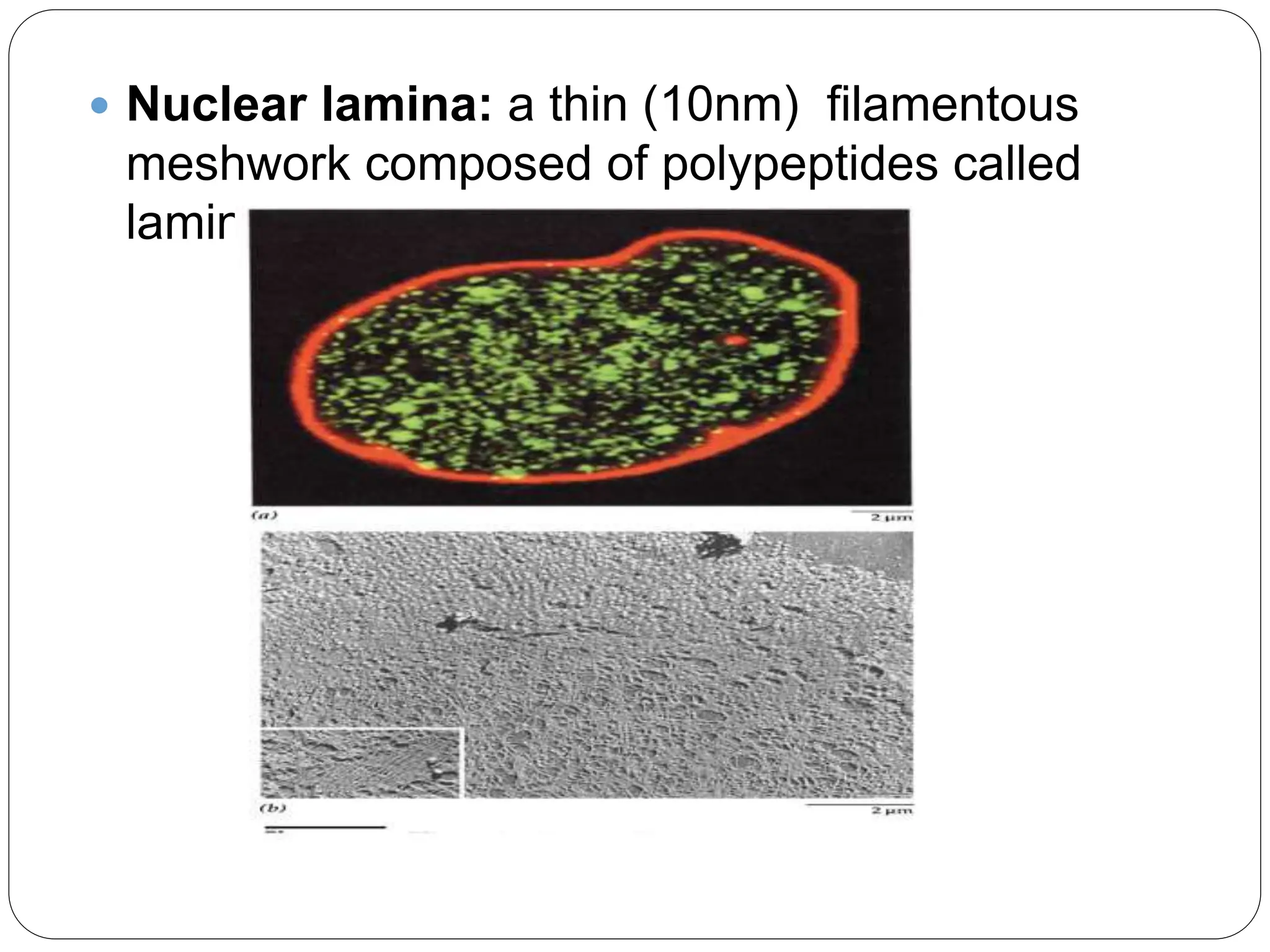 cell nucleus mitochondria chloroplast structure and function | PPT
