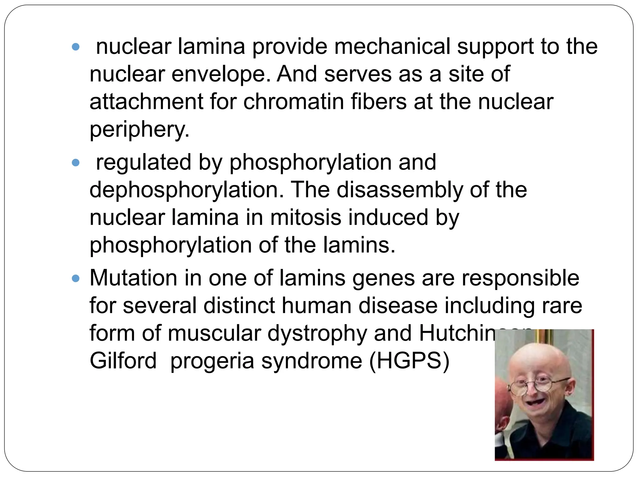 cell nucleus mitochondria chloroplast structure and function | PPT