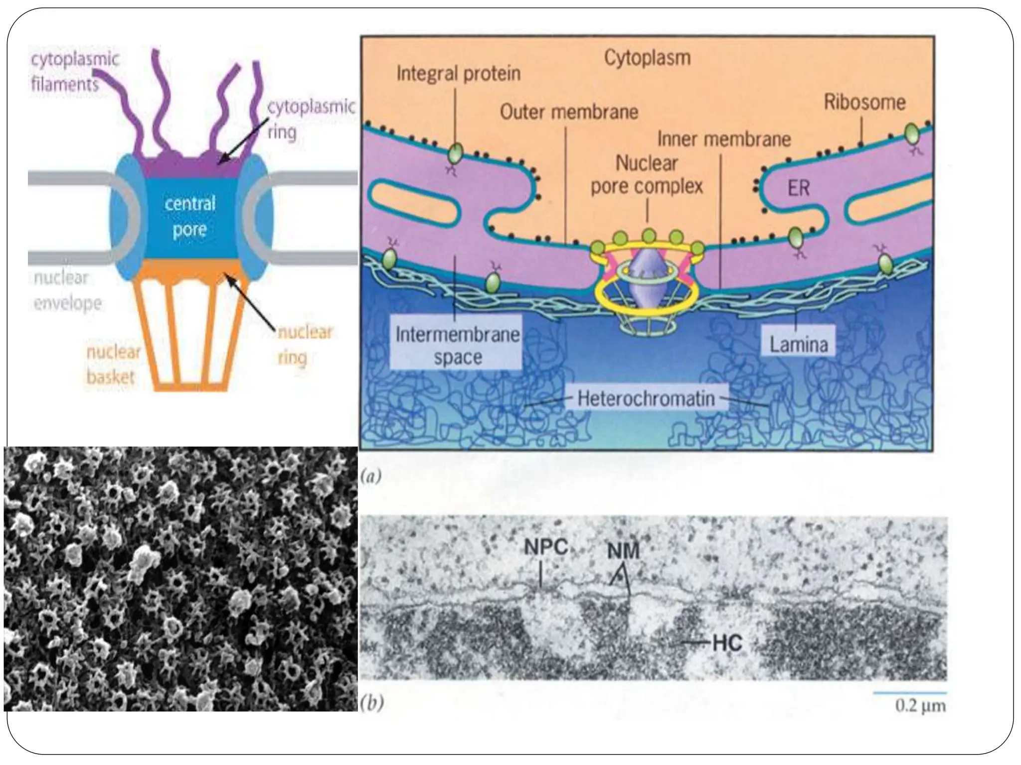 cell nucleus mitochondria chloroplast structure and function | PPT