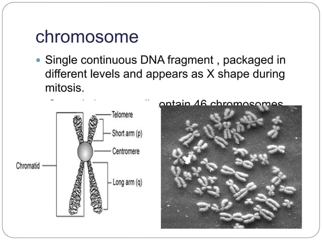 cell nucleus mitochondria chloroplast structure and function | PPT
